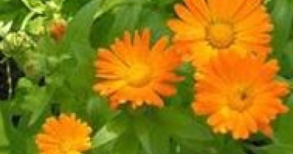 JOSIF PANČIĆ ČAJ NEVEN CVET 50G | Galen Pharm On-line