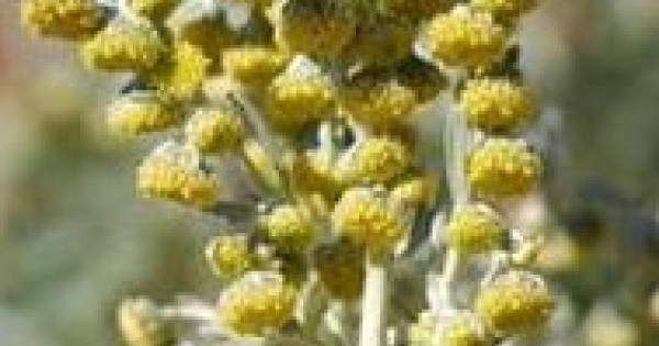 JOSIF PANČIĆ ČAJ PELEN 80G | Galen Pharm On-line